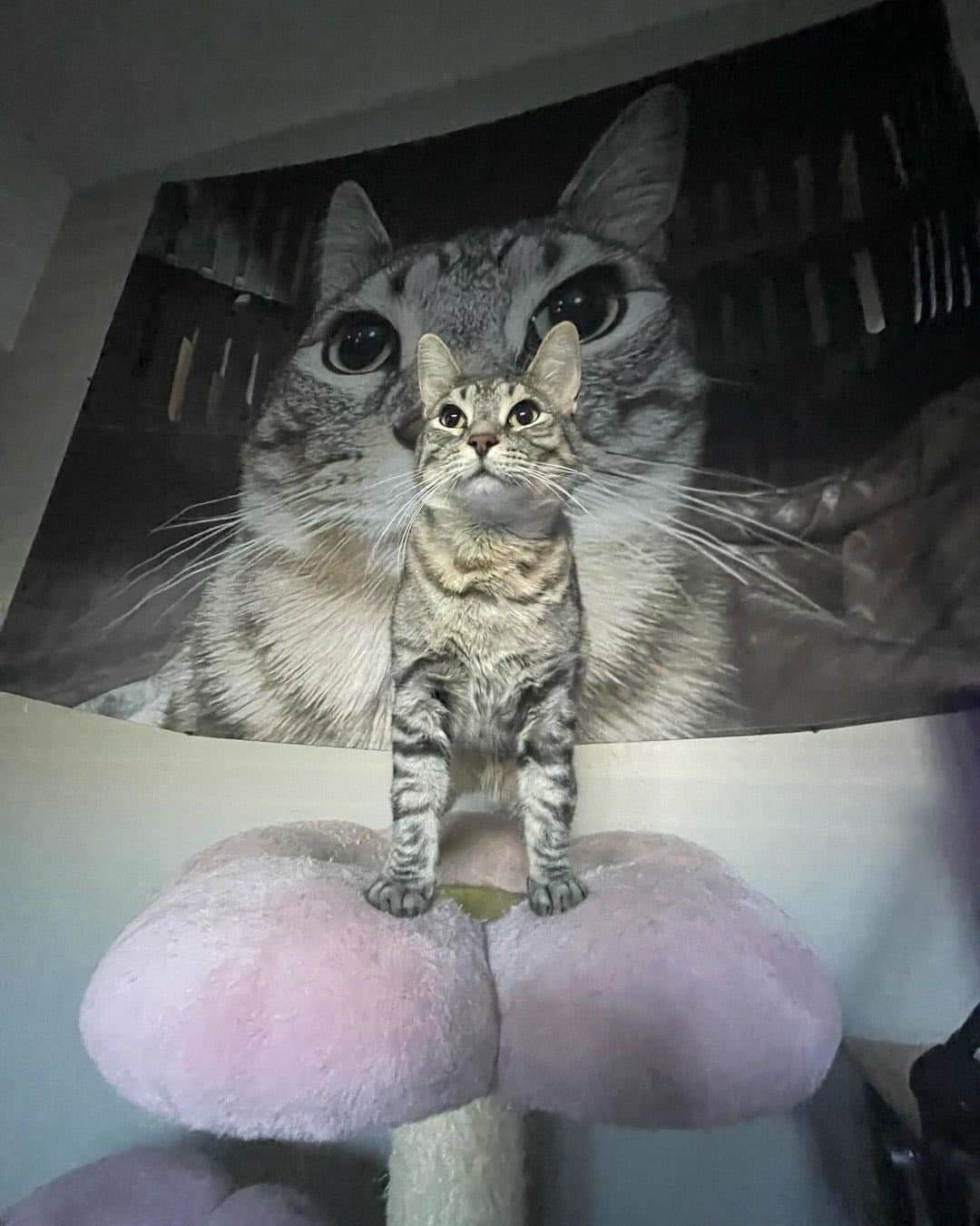 Magnificent